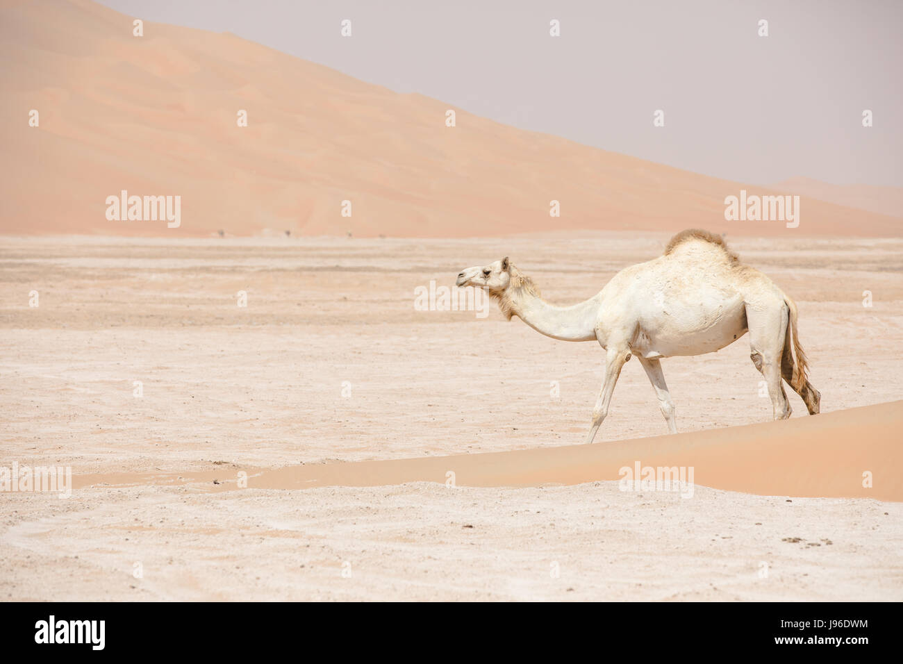 Portrait of a rare white camel in the desert. Liwa desert, UAE Stock ...