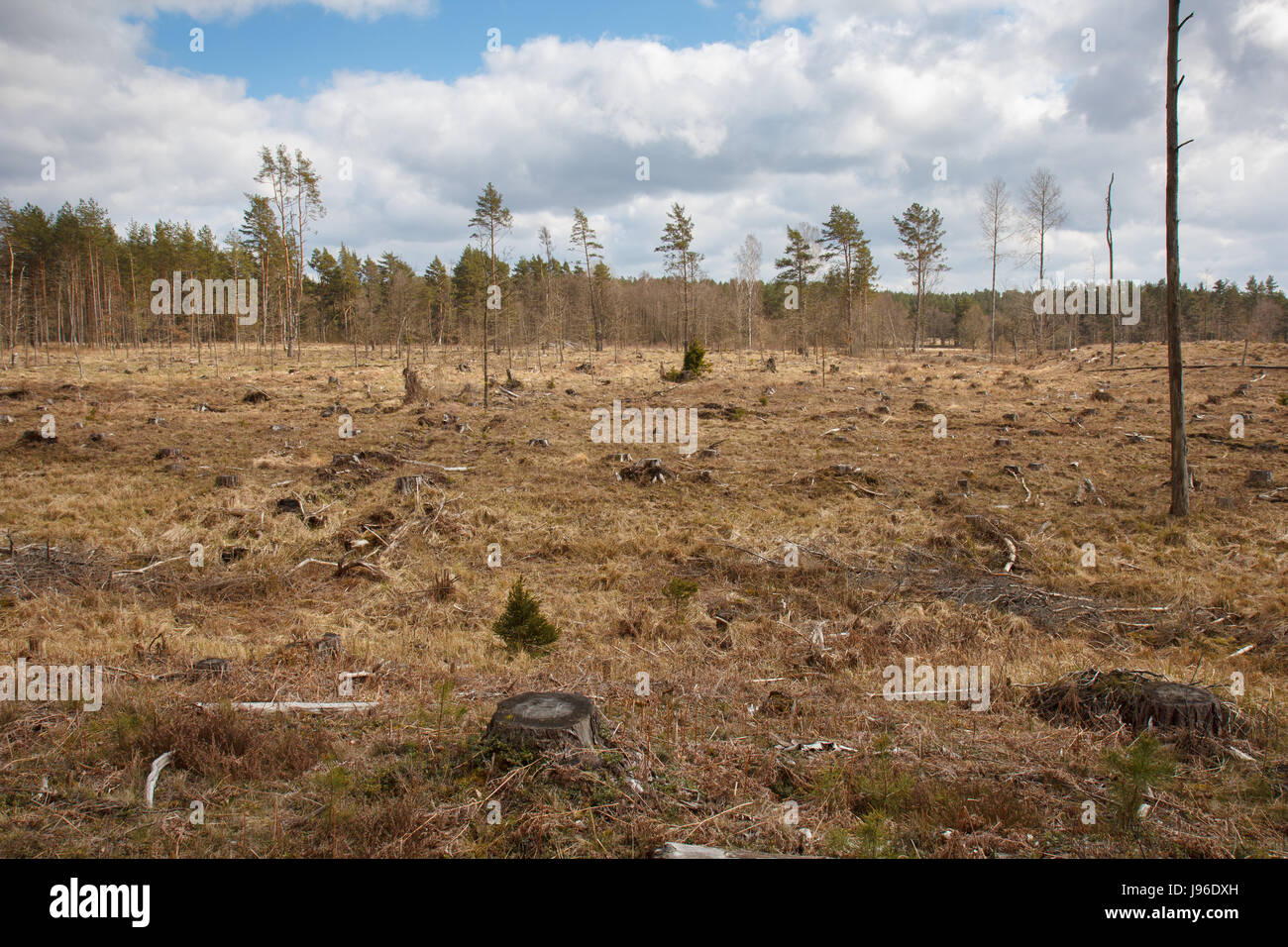 A big area of land where used to be a forest Stock Photo - Alamy