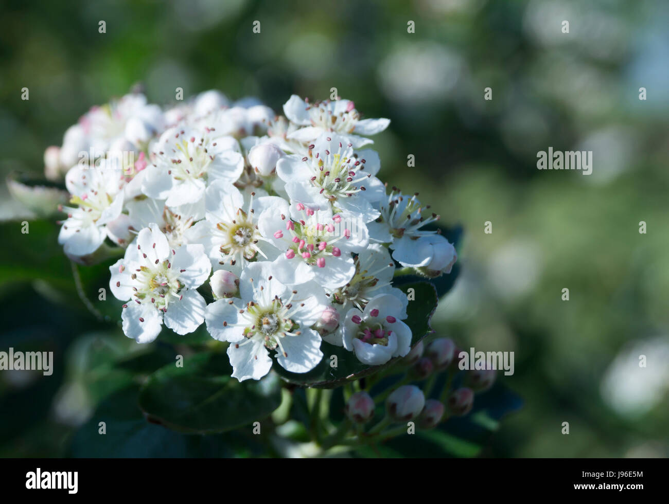 Mountain ash tree flowers hi-res stock photography and images - Alamy