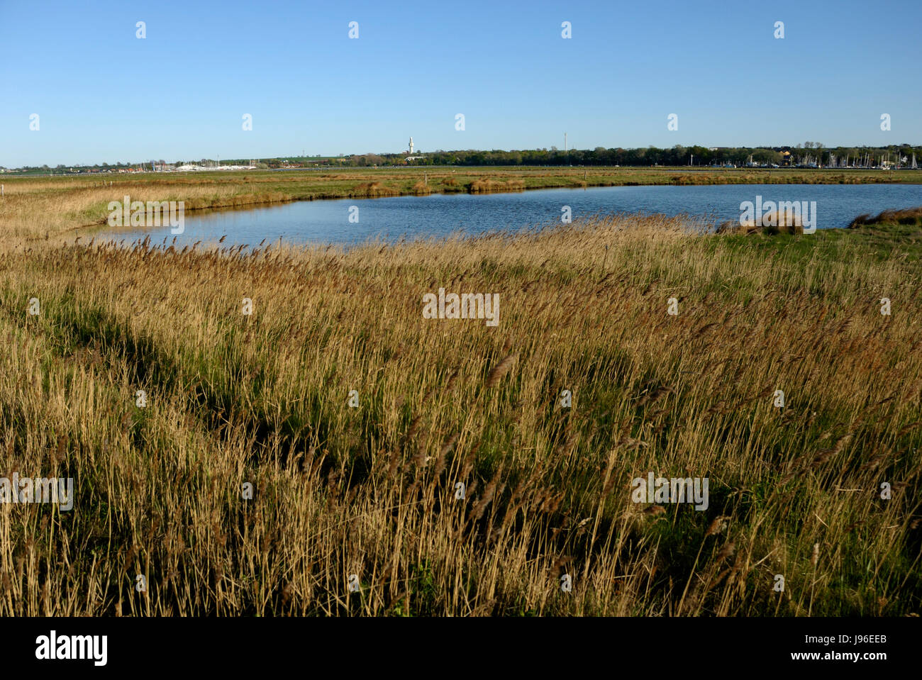 reed landscape at graswarder in heiligenhafen Stock Photo - Alamy