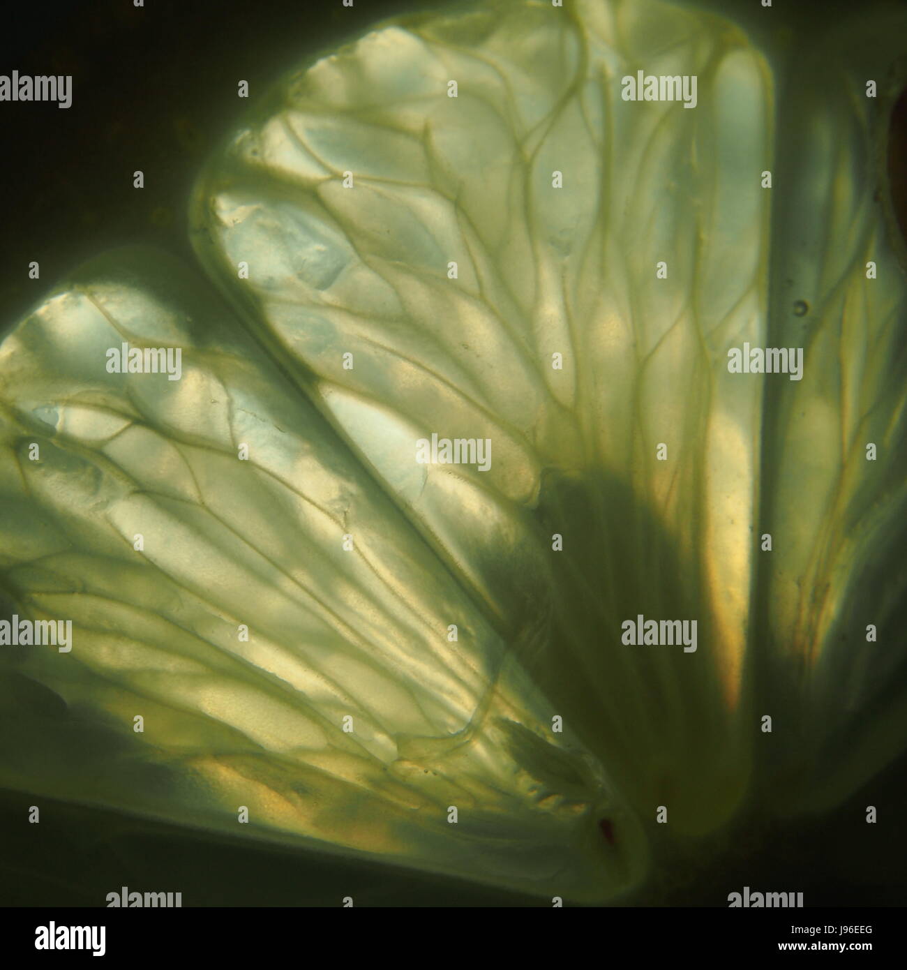 The fruit of the lemon in the cut. The pulp and juice. Macro. Still ...