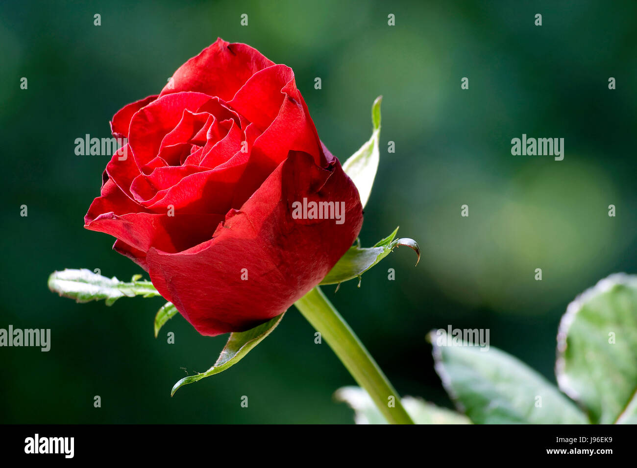 birth, childbirth, parturition, delivery, colour, garden, flower, plant ...