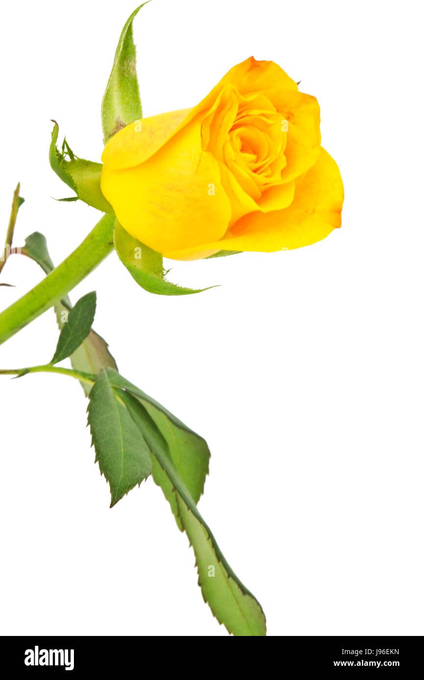 flower, rose, plant, present, leaf, object, single, isolated, holiday ...