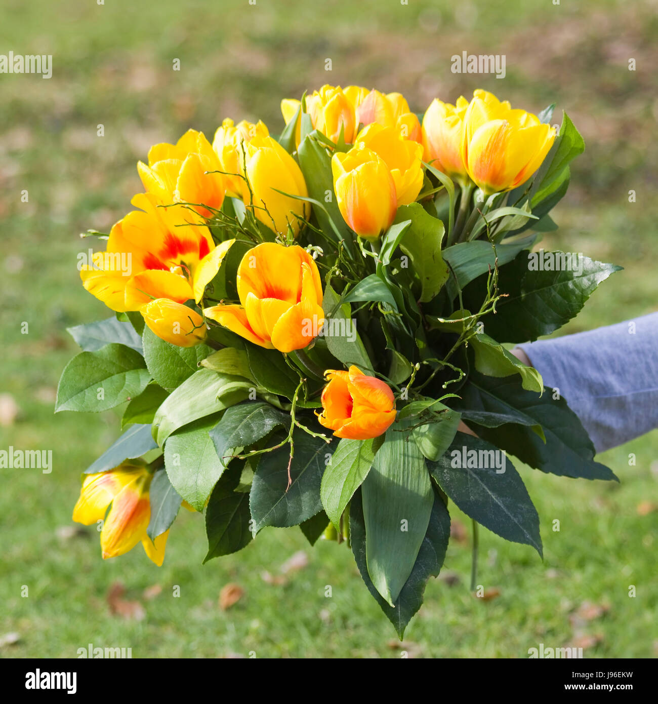 humans, human beings, people, folk, persons, human, human being ...