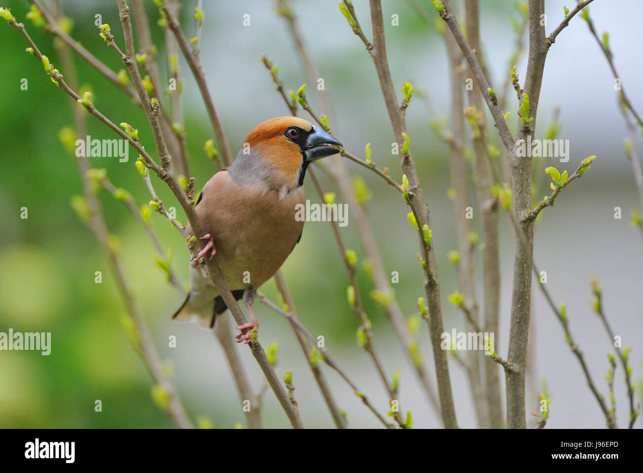 Sbeak hi-res stock photography and images - Alamy