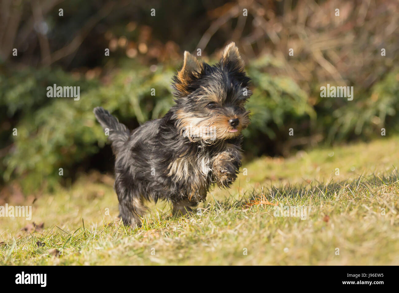 animal, dog, puppy, game, tournament, play, playing, plays, played ...