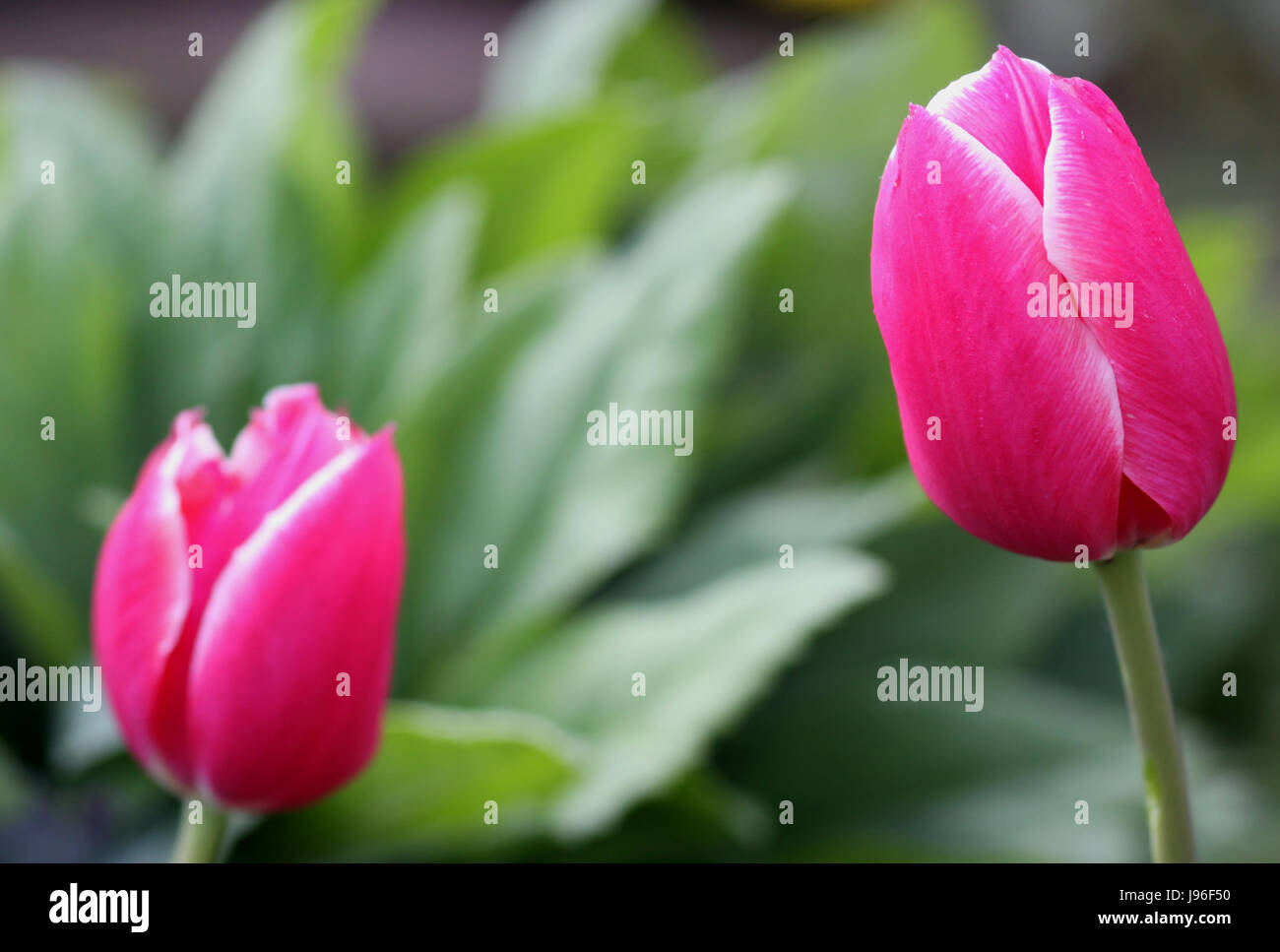 Pink damask rose in hi-res stock photography and images - Alamy