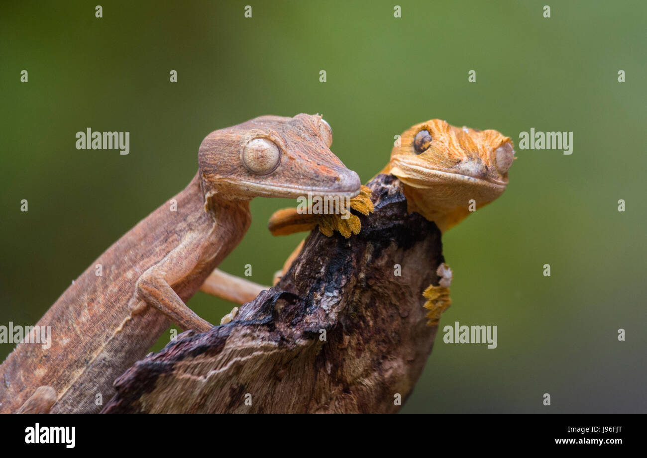 Two leaf-tailed gecko sitting on a branch. unusual perspective ...