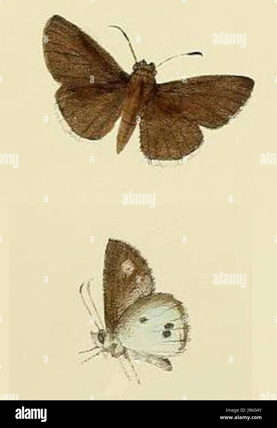 Suastus hi-res stock photography and images - Alamy