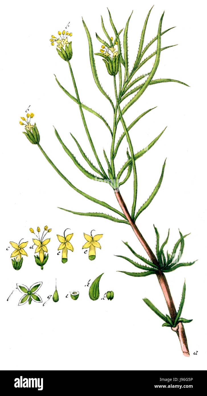 Plant anatomy close up Cut Out Stock Images & Pictures - Alamy