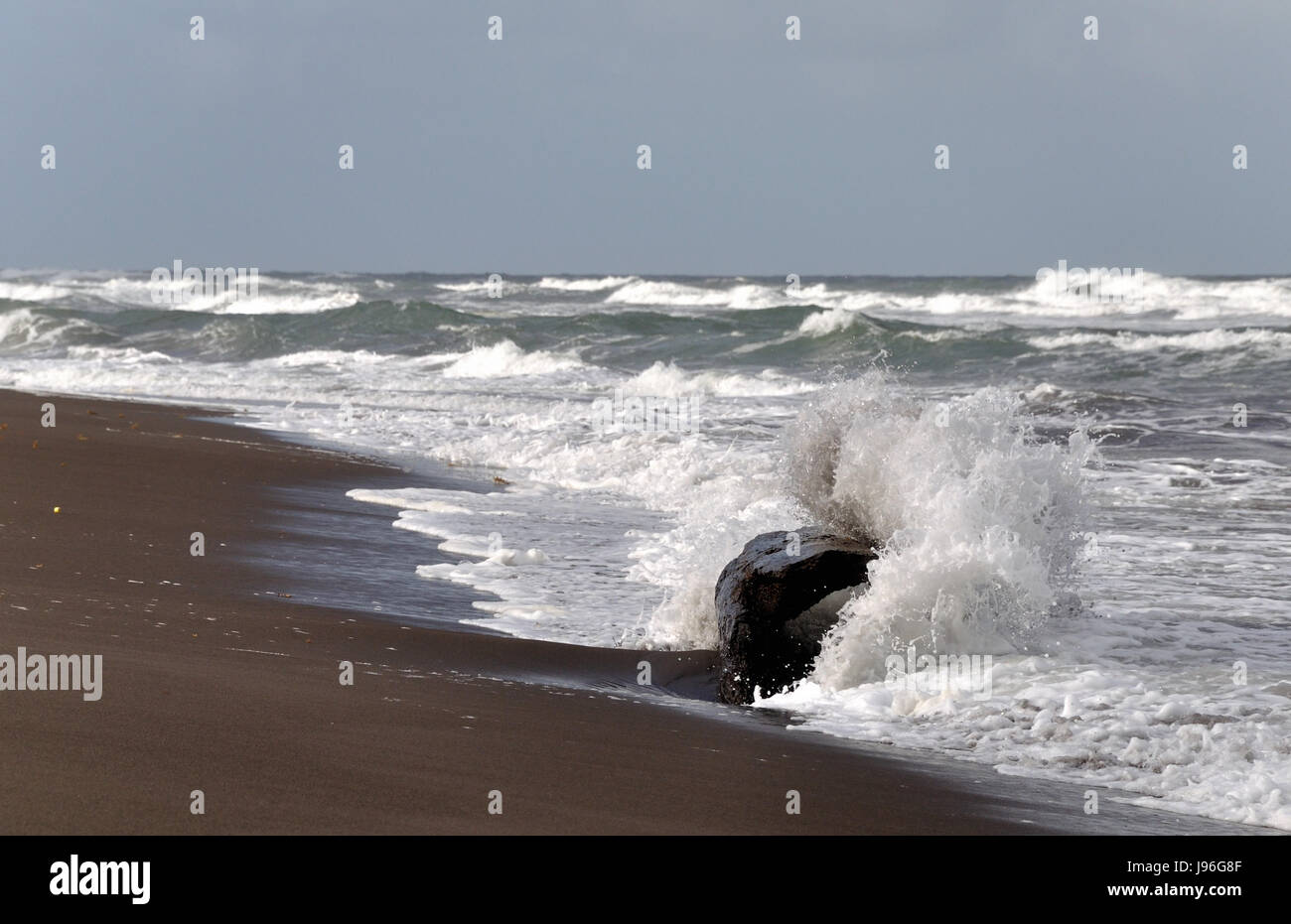 tree, trunk, beach, seaside, the beach, seashore, atlantic ocean, salt ...