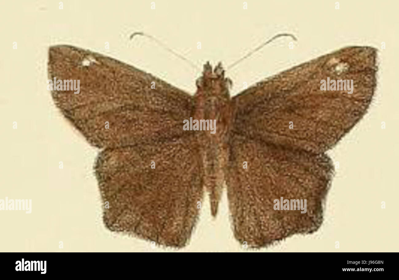 Thwaitesi hi-res stock photography and images - Alamy