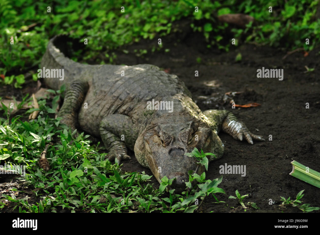 crocodile, iguana, rainforest, rain forest, nature, leaf, colour, tree ...