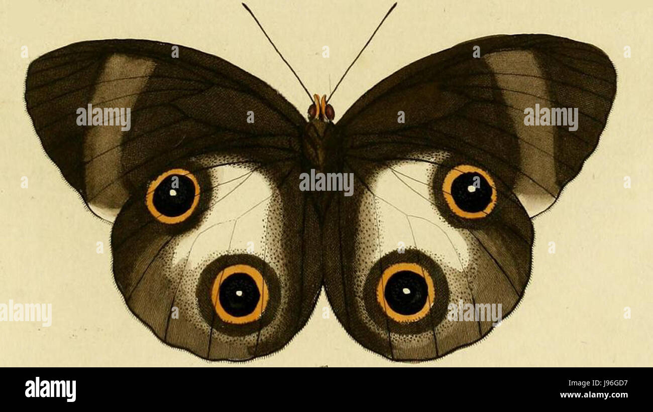 Taenaris hi-res stock photography and images - Alamy