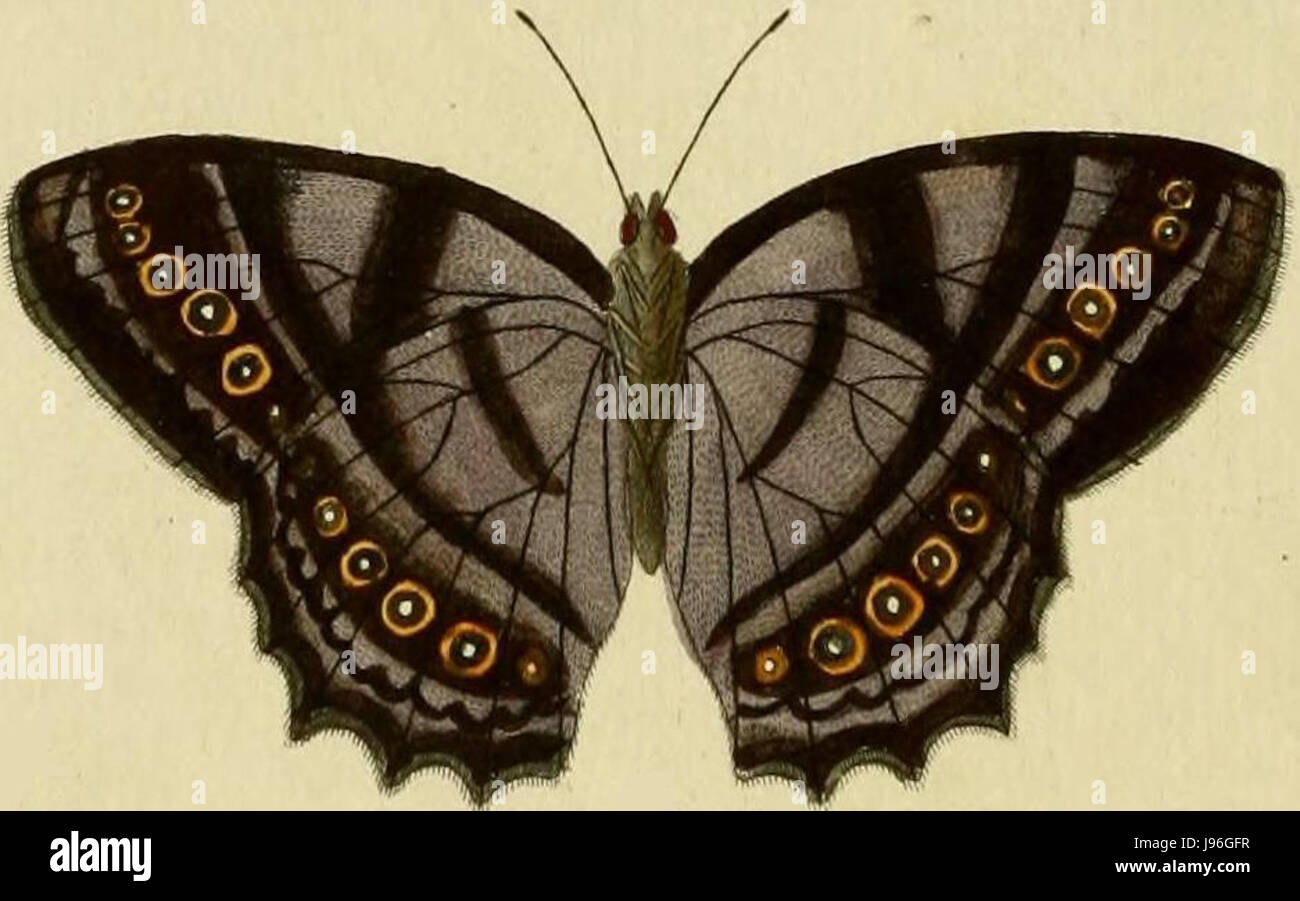 Taygetis laches is a species of butterfly from the family Nymphalidae ...