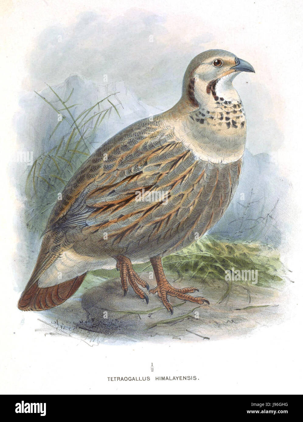 Tetraogallus himalayensis hi-res stock photography and images - Alamy