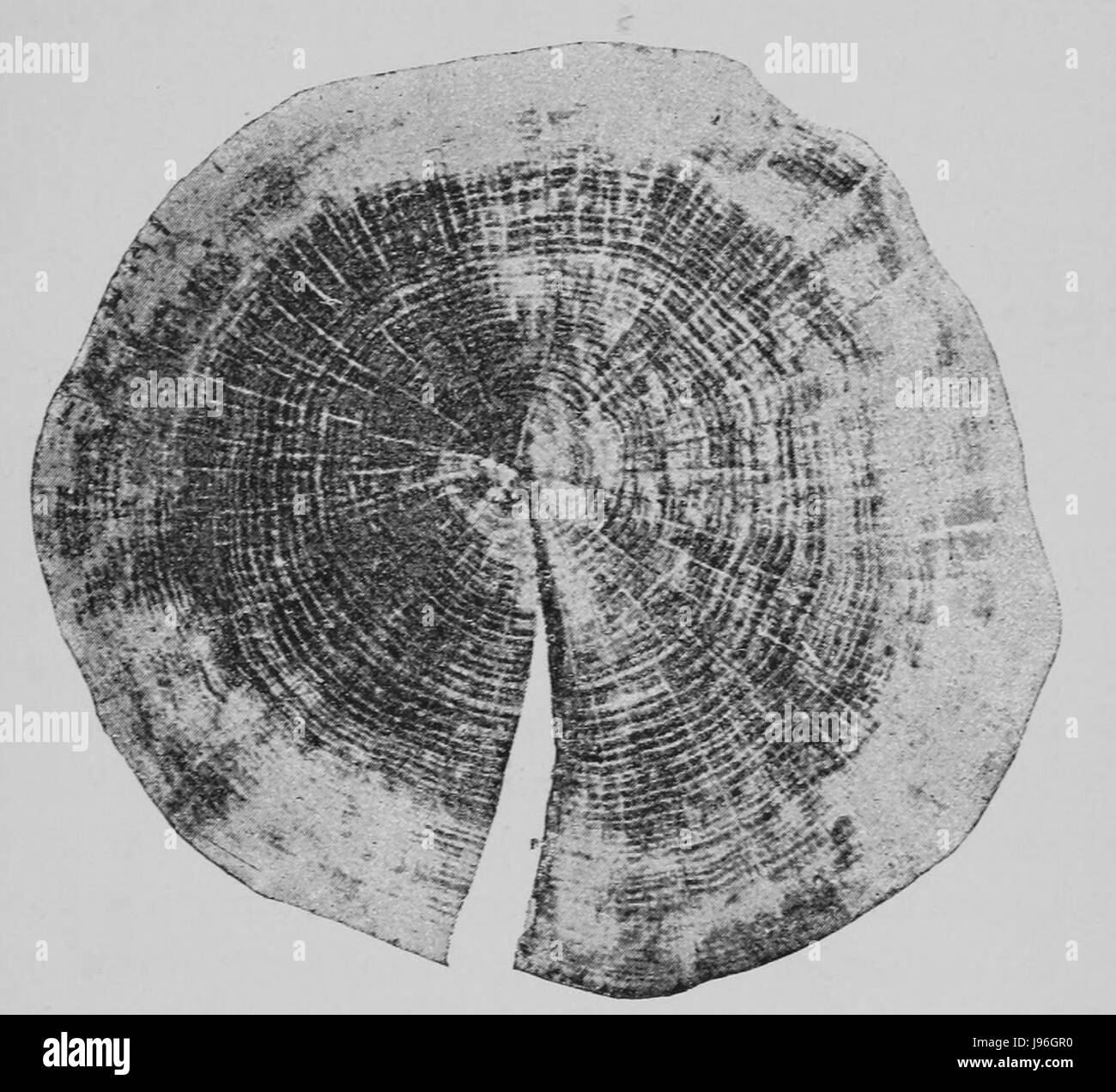 Oak tree drawing hi-res stock photography and images - Alamy