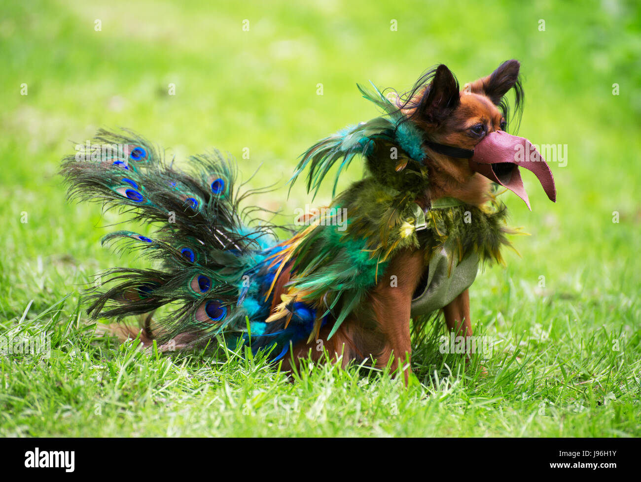 Dog dressed as peacock on street carnival Stock Photo - Alamy