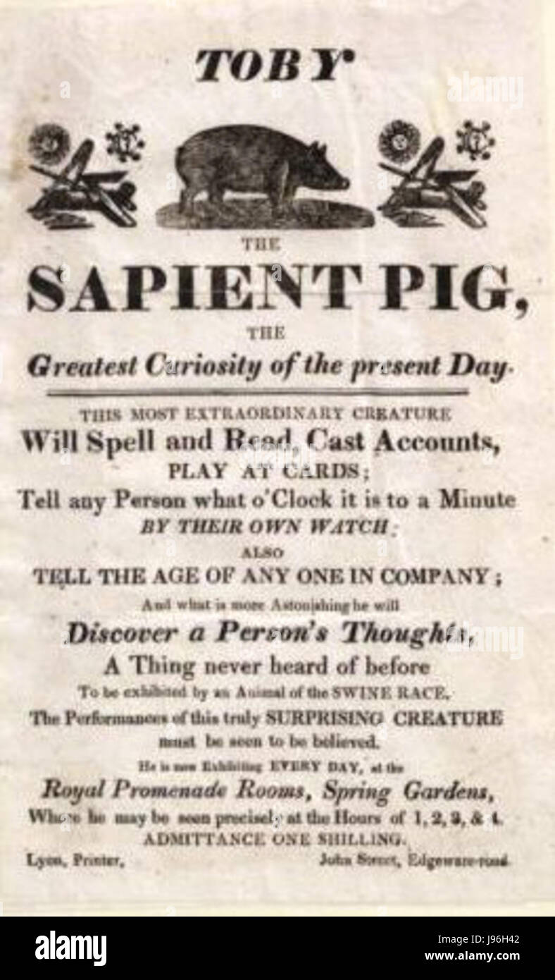 Sapient pig hi-res stock photography and images - Alamy