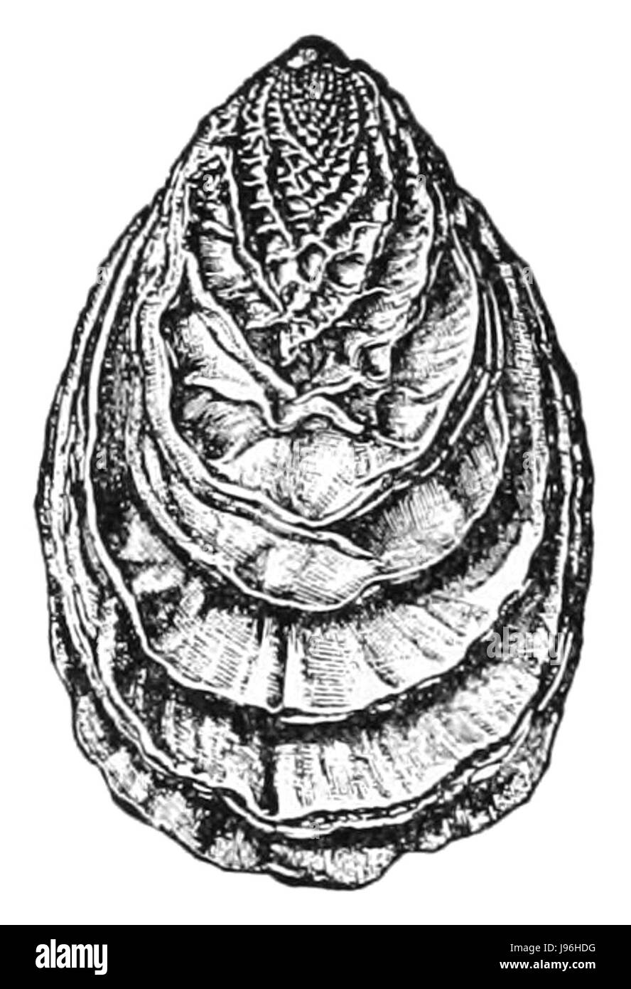 Cap like Black and White Stock Photos & Images - Alamy