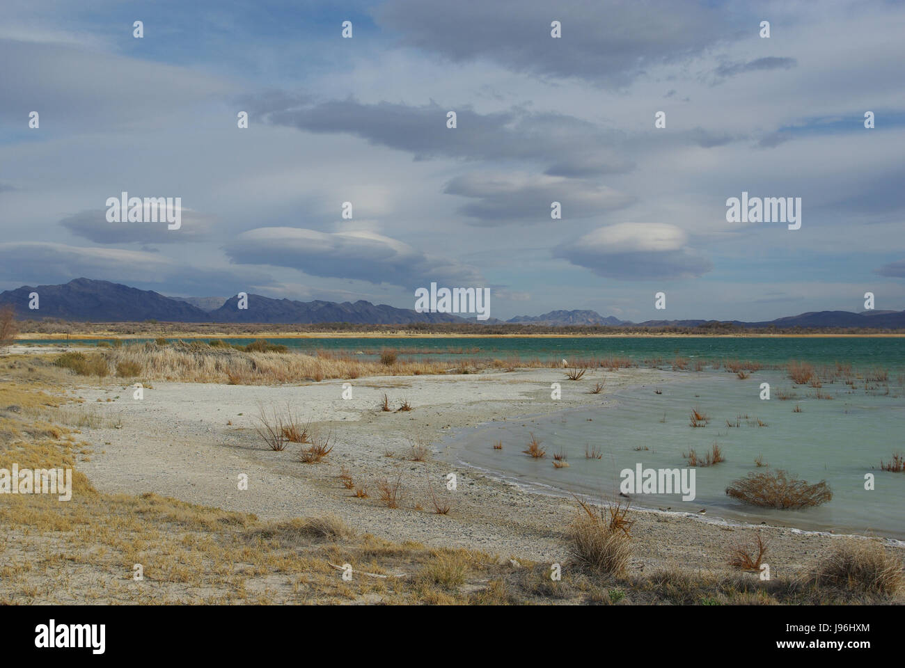 green, waves, shrub, bush, salt water, sea, ocean, water, wind, green ...