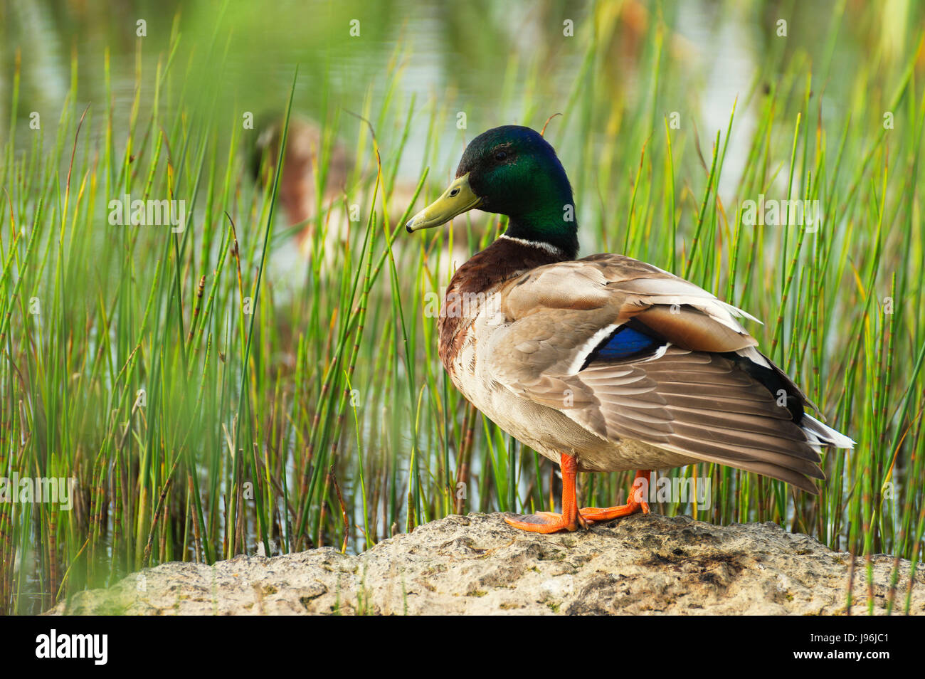 Portrait of mallard duck outdoors Stock Photo - Alamy