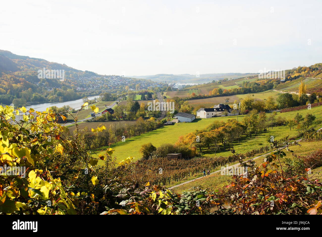 mosel, hedgehog, scenery, countryside, nature, rhineland-palatinate ...