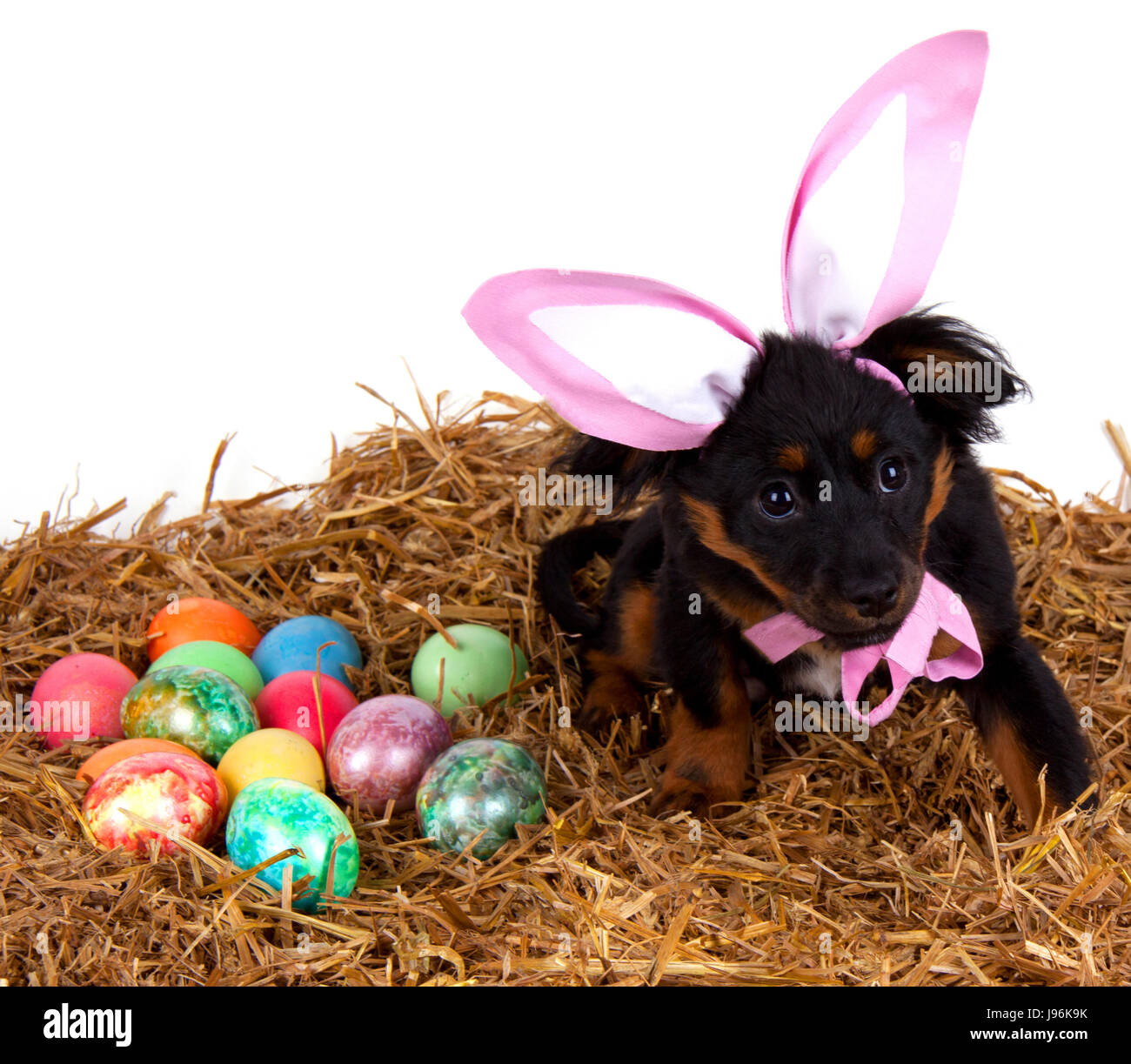 animal, dog, easter, spring, bouncing, bounces, hop, skipping, frisks ...