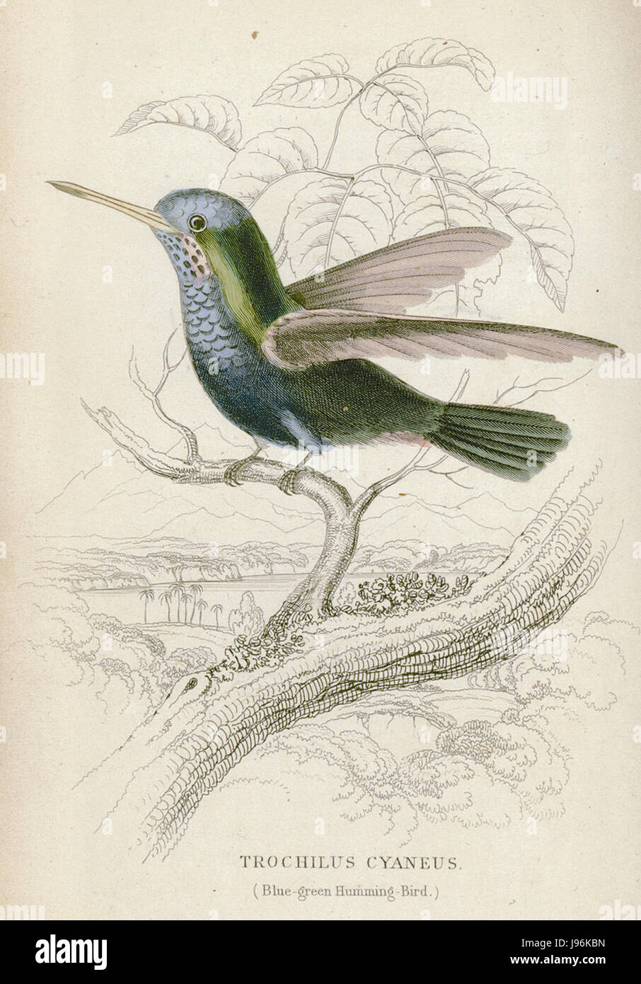 Trochilus cyaneus hi-res stock photography and images - Alamy