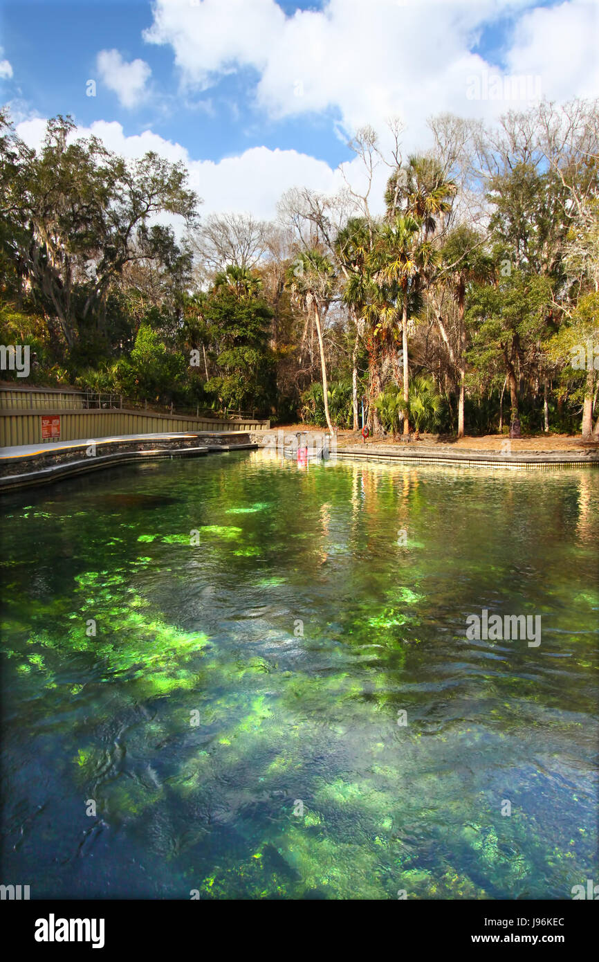algae, clean, clear, lawn, green, water, shine, shines, bright, lucent ...