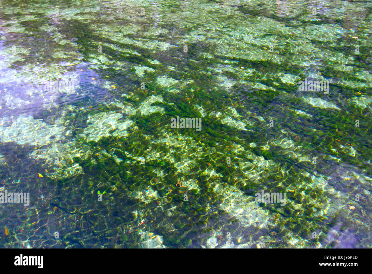 algae, clear, backdrop, background, water, texture, shine, shines ...