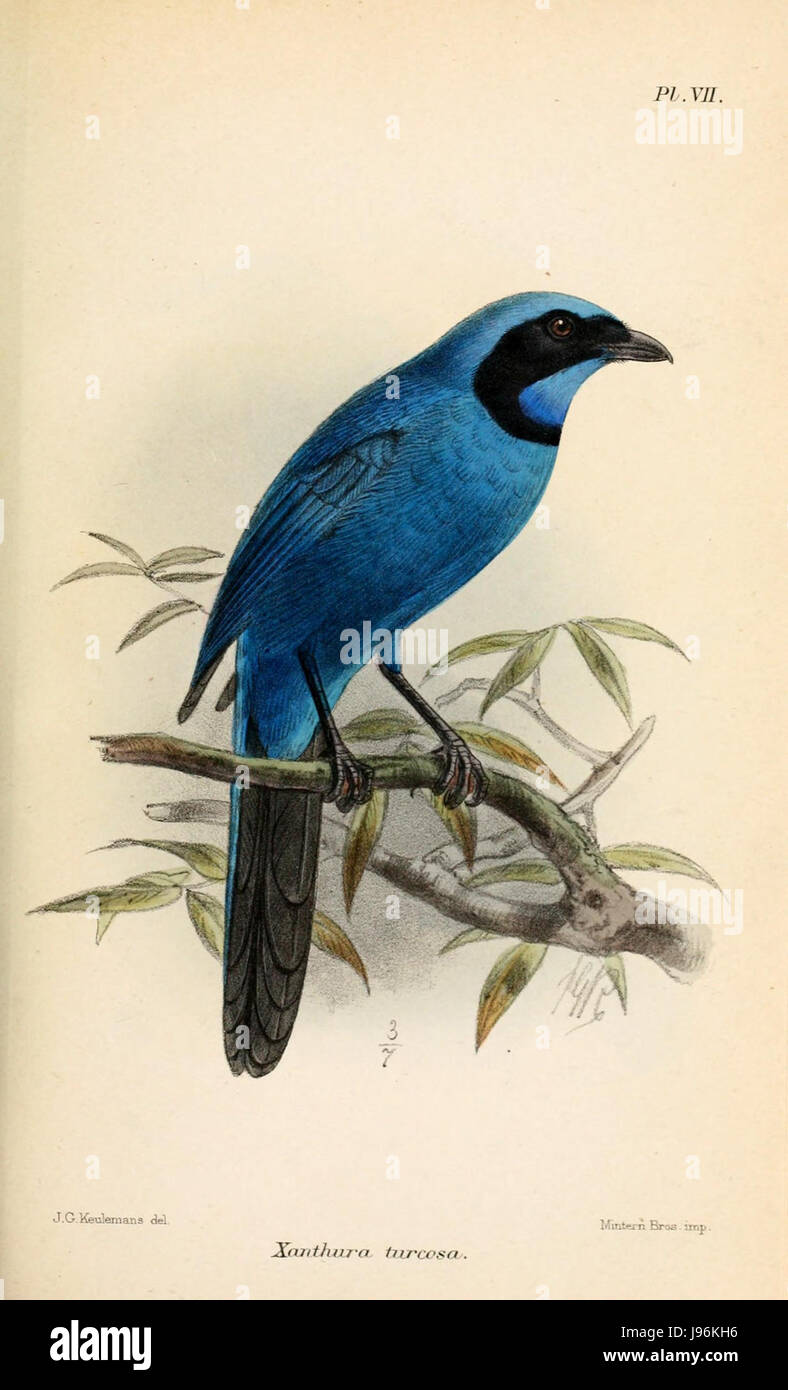 Xanthura turcosa, also known as the turquoise parrot, is a species of ...