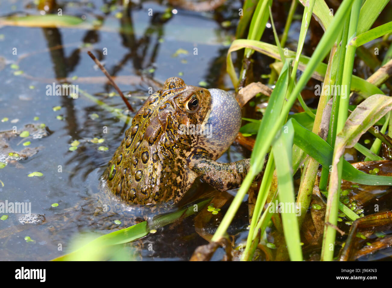 American toad calling bufo americanus hi-res stock photography and ...