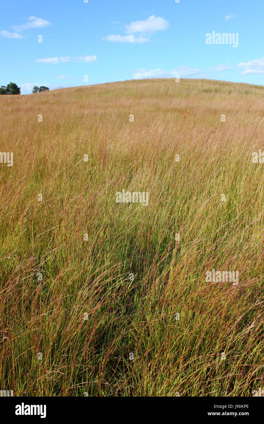 flora, vegetation, prairie, meadow, grass, lawn, green, plant ...