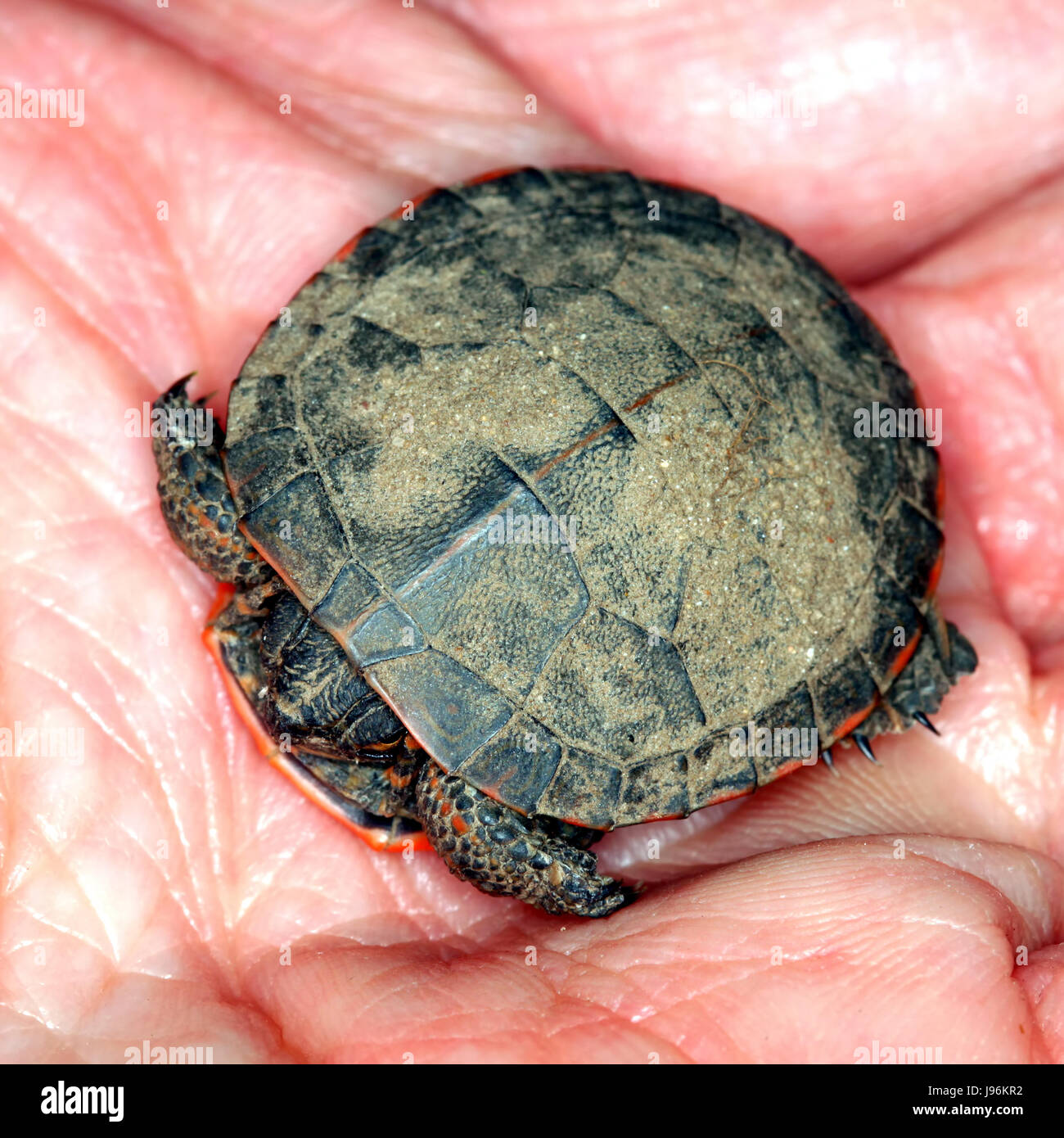 small, tiny, little, short, cub, baby, turtle, painted, tortoise, macro ...