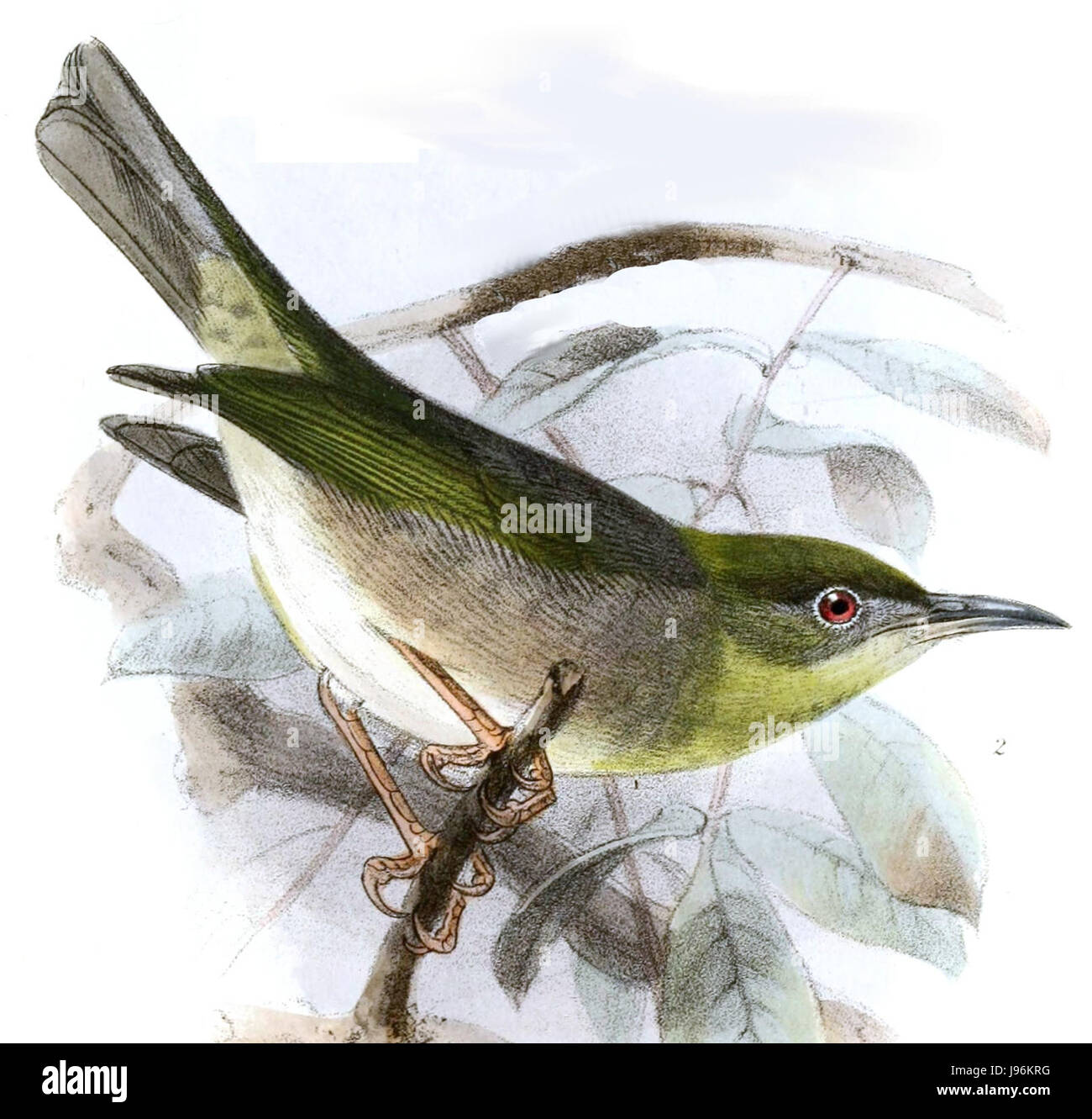 Zosterops inornatus Keulemans Stock Photo - Alamy