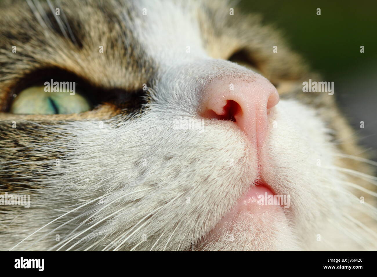 Lie Lying Lies Skin Pussycat Cat Domestic Cat Head Macro Close