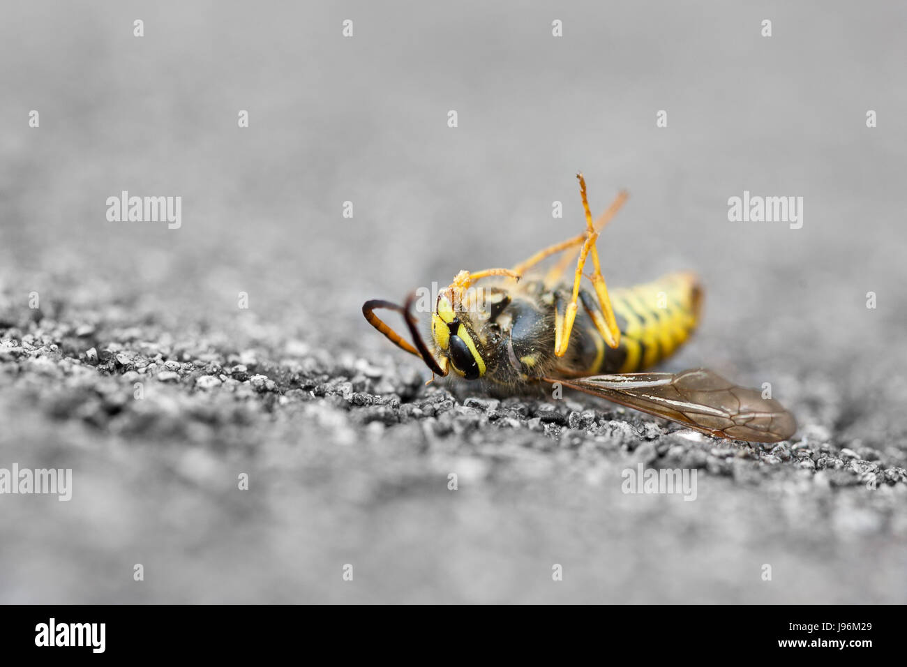 wasp, dead, insect, bee, yellowjacket, flying insect, laying on back ...