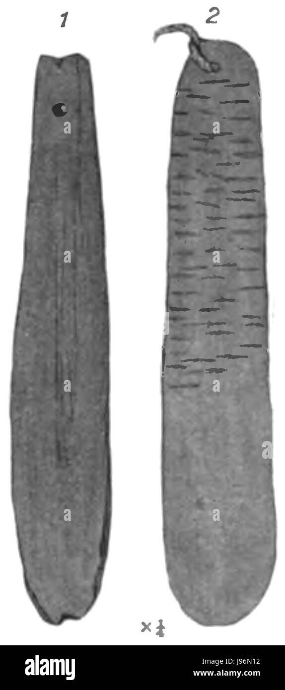 This image depicts Bull Roarers, traditional instruments used by Native ...