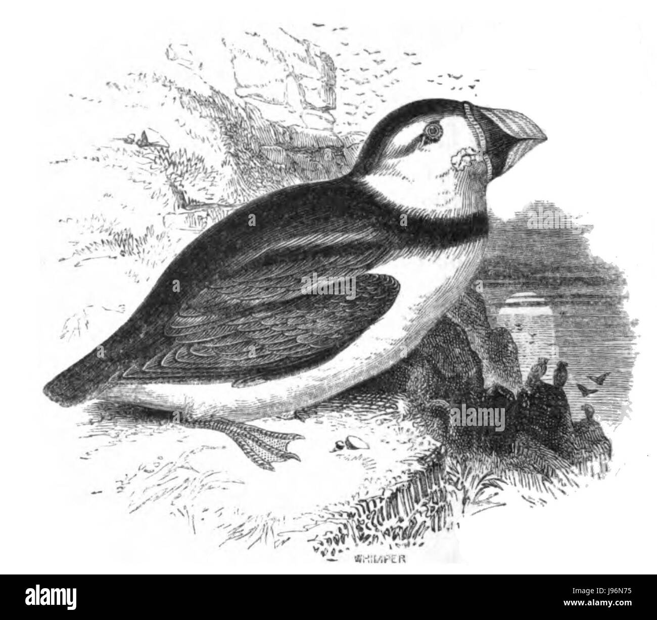 Nesting colony birds Black and White Stock Photos & Images - Alamy