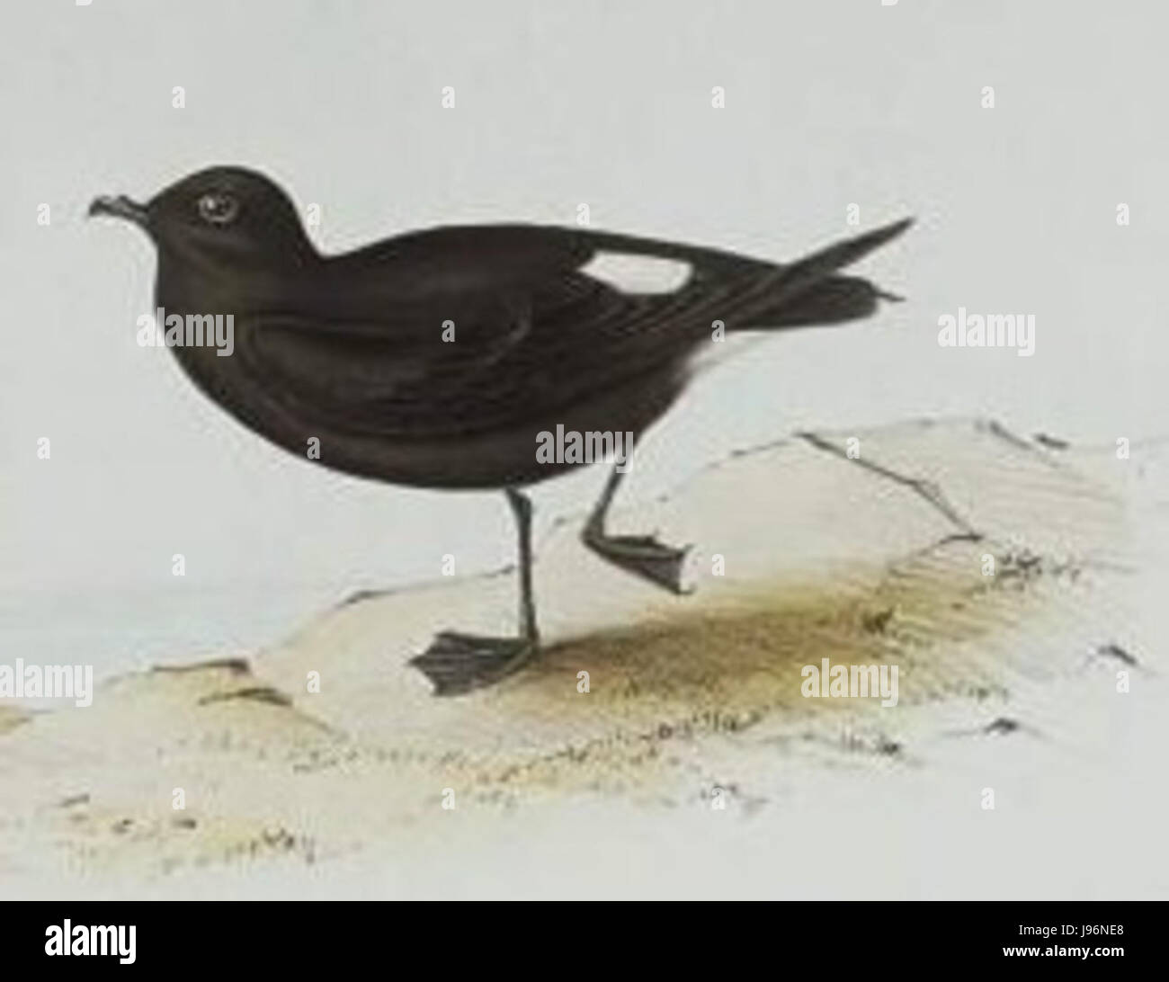 Oceanite hi-res stock photography and images - Alamy