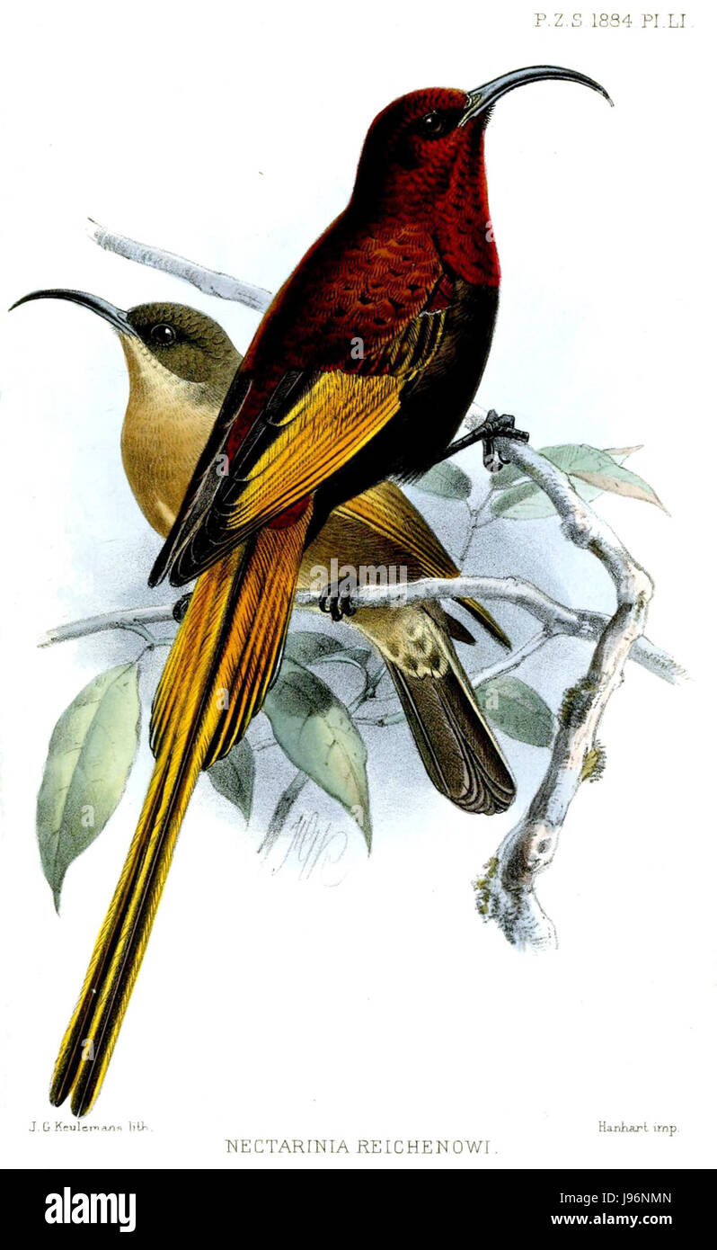 The illustration 'Nectarinia Reichenowi' by Keulemans showcases a ...