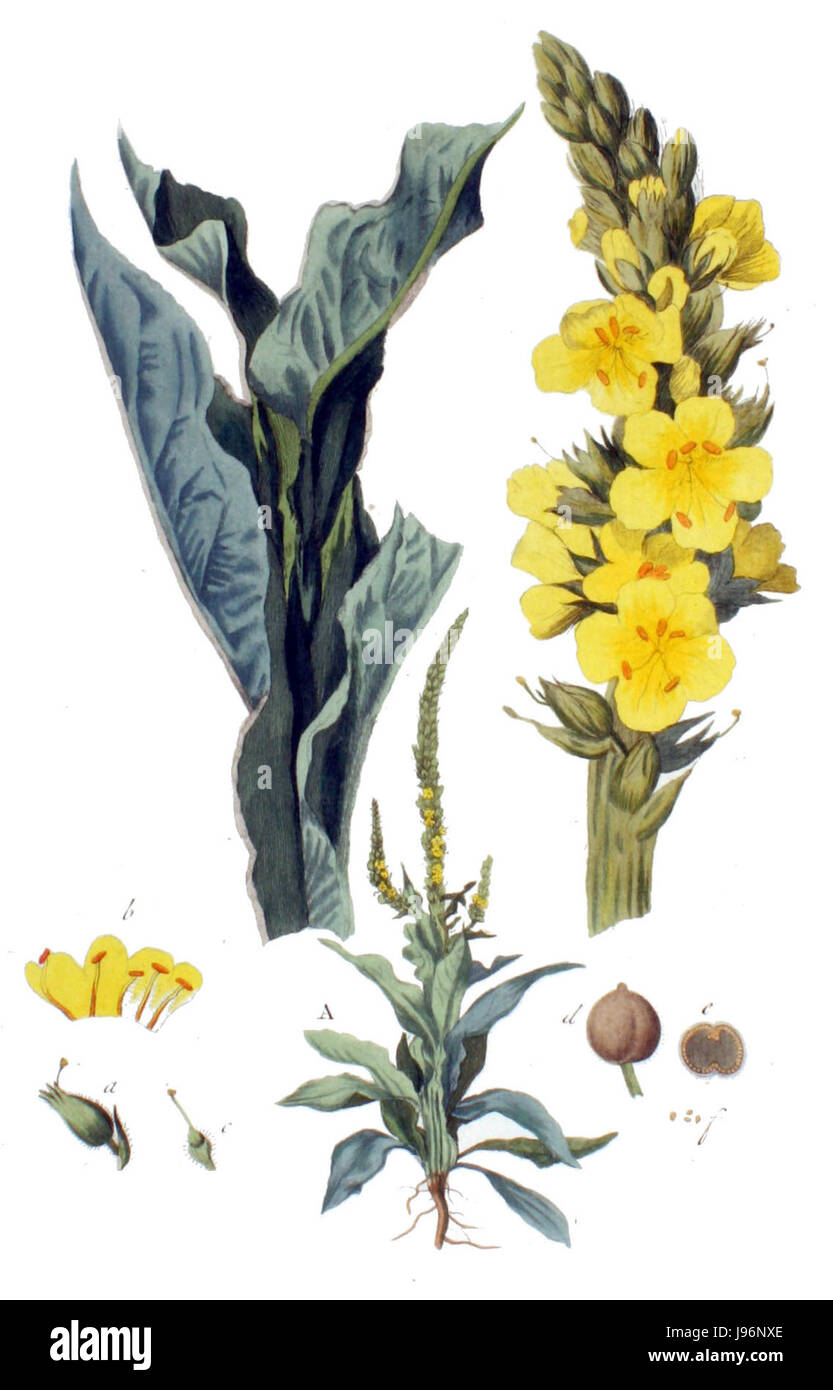 Flora cataloging Cut Out Stock Images & Pictures - Alamy