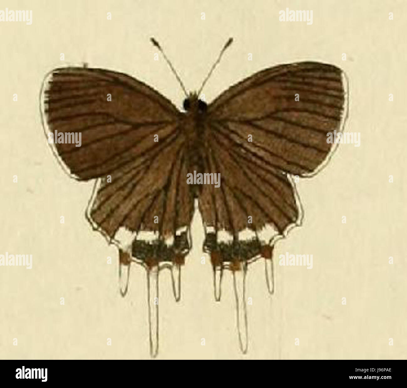 Faunus hi-res stock photography and images - Alamy