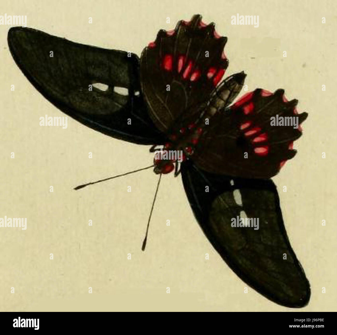 Parides aeneas male1 Stock Photo - Alamy