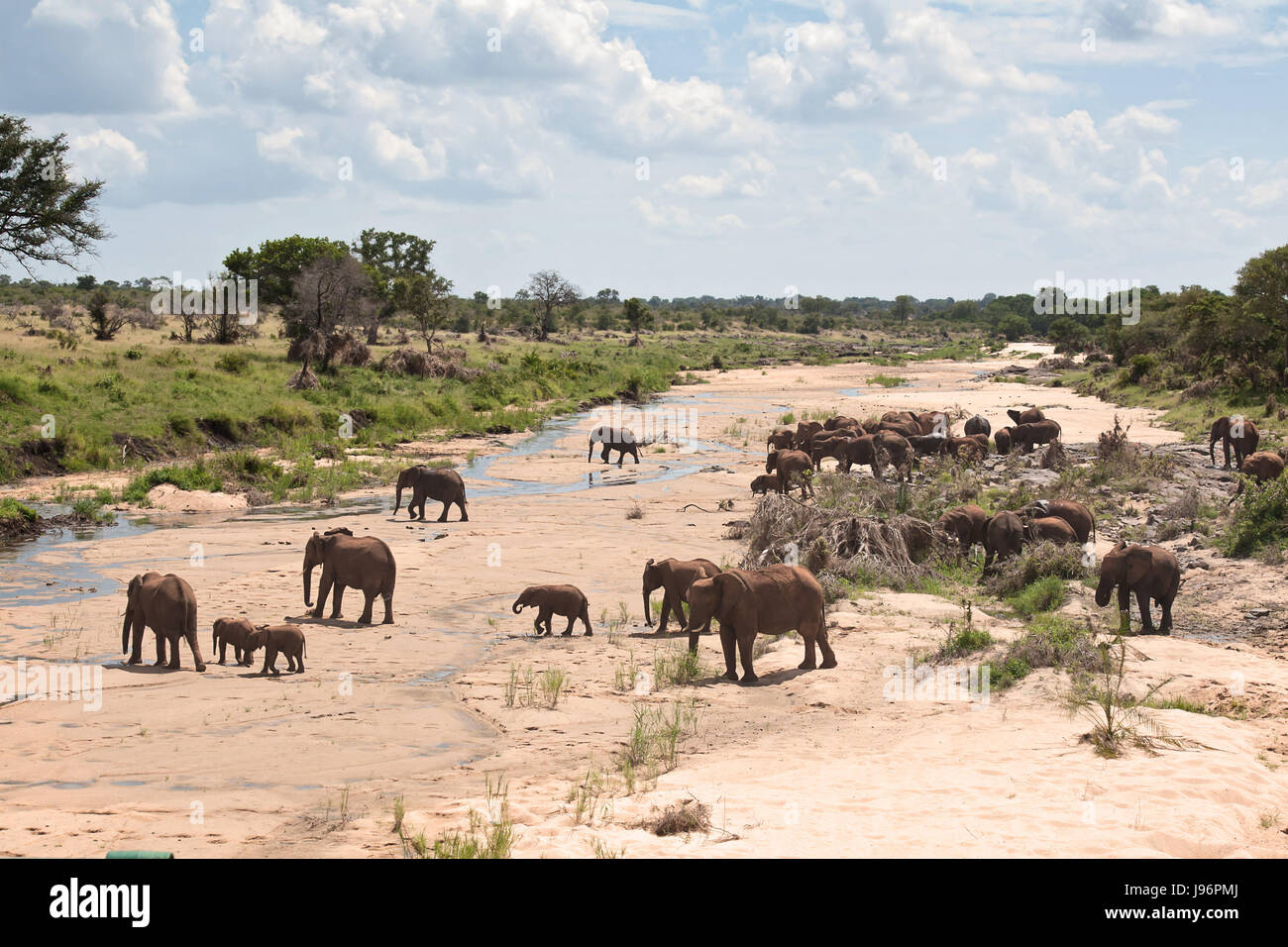 animal, africa, elephant, herd, travel, park, holiday, vacation ...