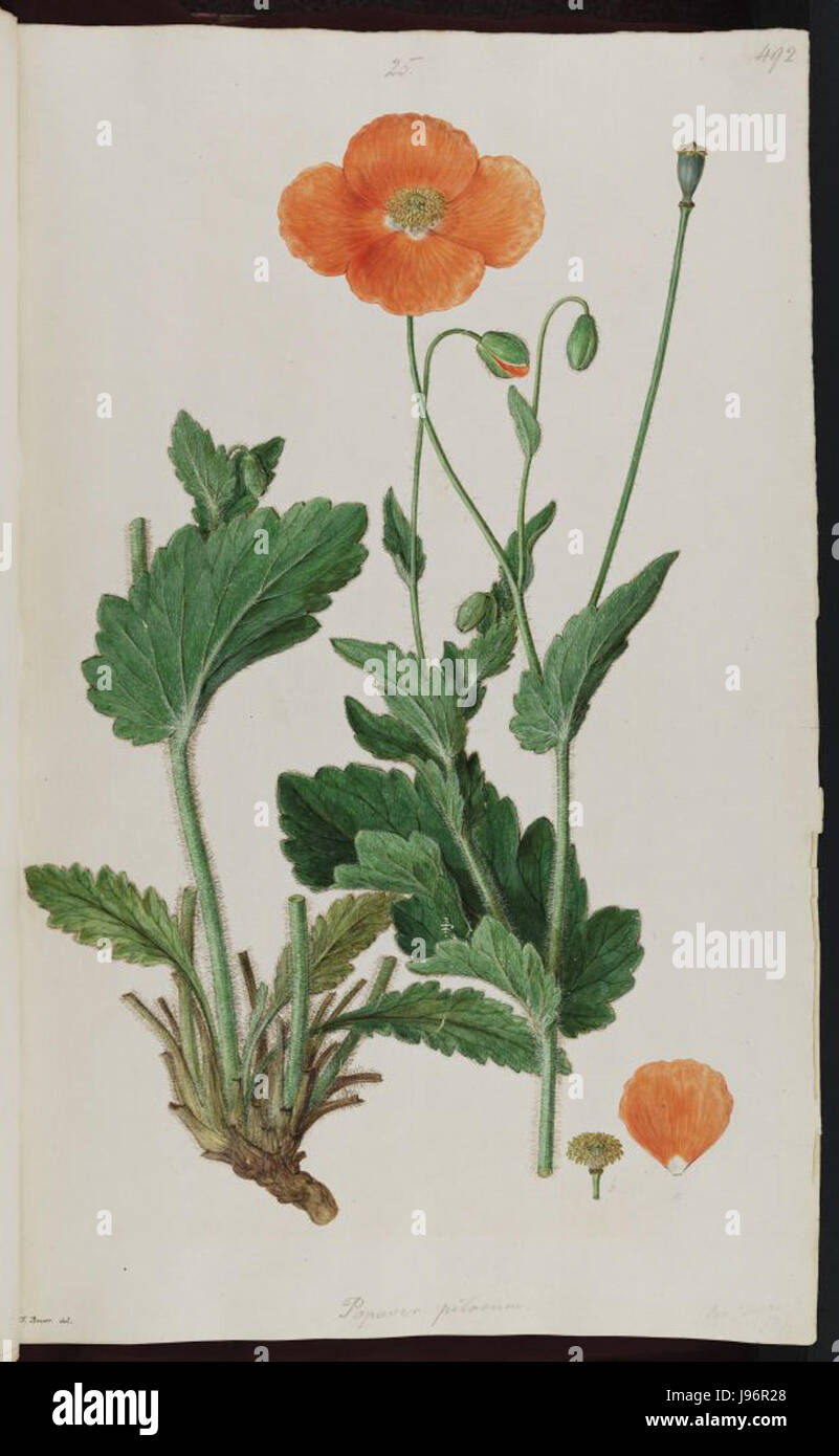 Papaver pilosum i01 Stock Photo - Alamy