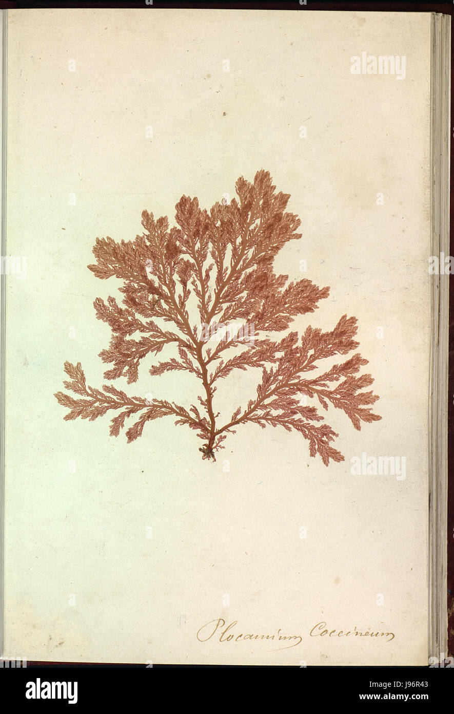 Plocamium hi-res stock photography and images - Alamy