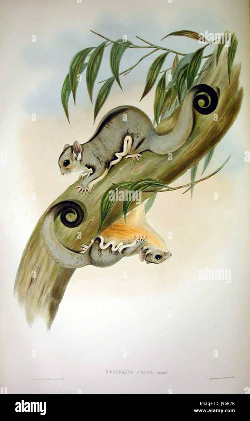 Petaurus breviceps, commonly known as the sugar glider, is a small ...