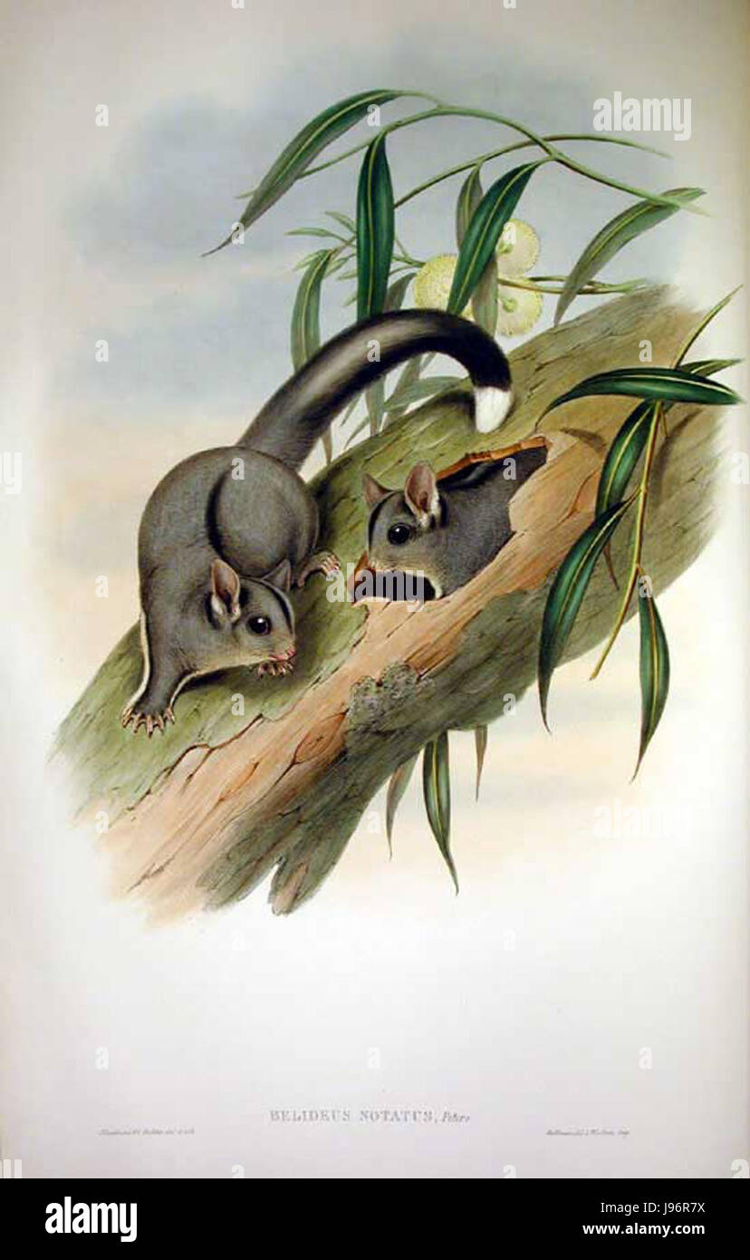 Petaurus breviceps 2 Gould Stock Photo - Alamy